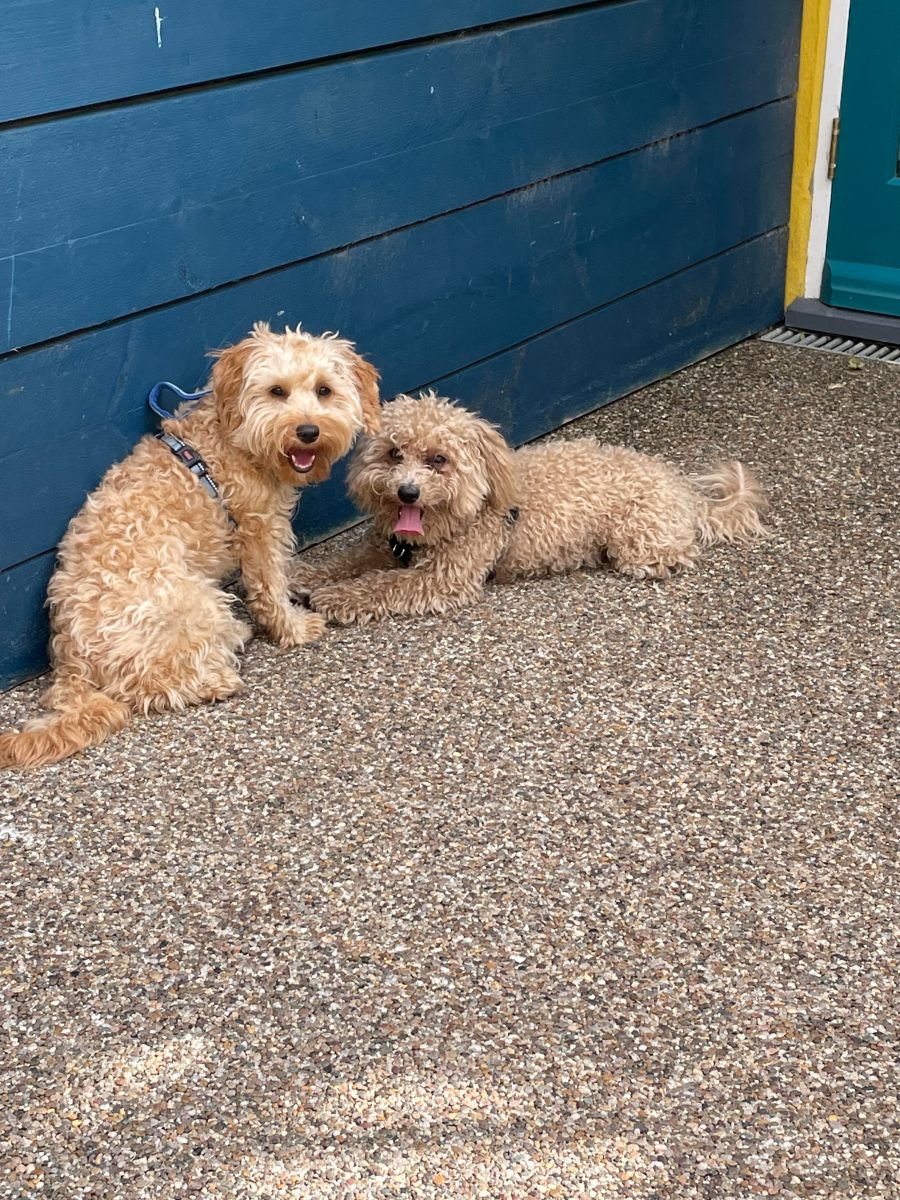 Two little pups – Windermere Dog Sitting