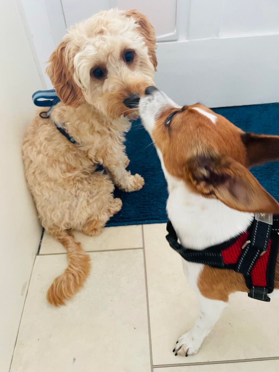 Canine empathy – Windermere Dog Sitting